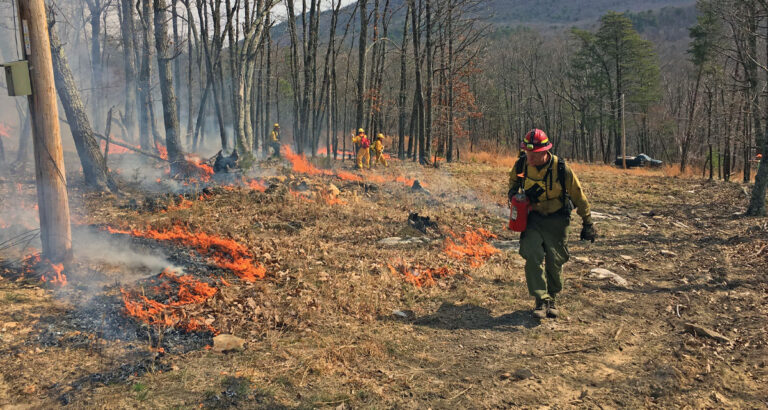 How N.C. Forestry Service Helps Homeowners, Part 1 - Forsyth Family ...