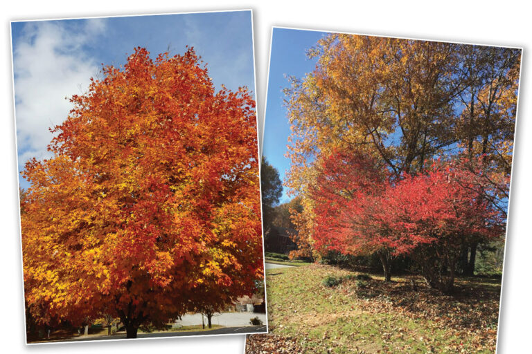 Forsyth Family Magazine – Forsyth County News