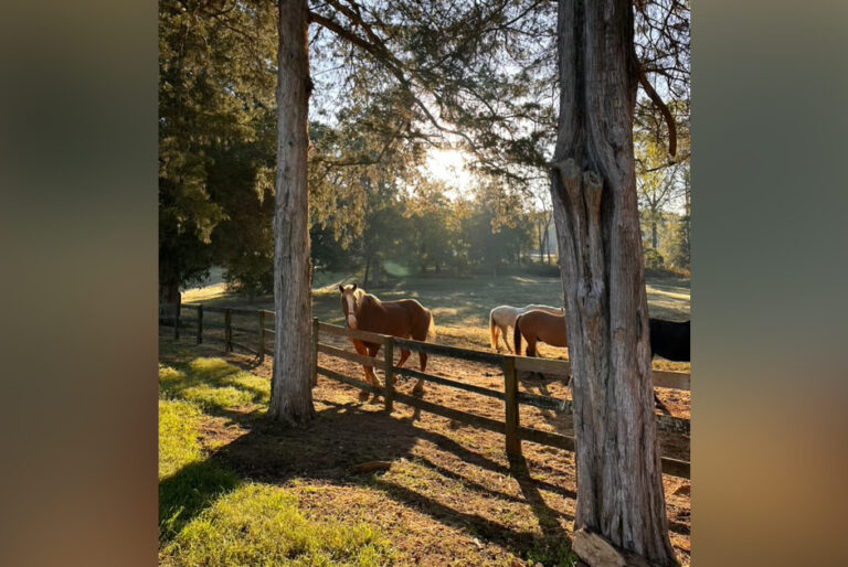 A History of Tanglewood Park - Forsyth Family Magazine
